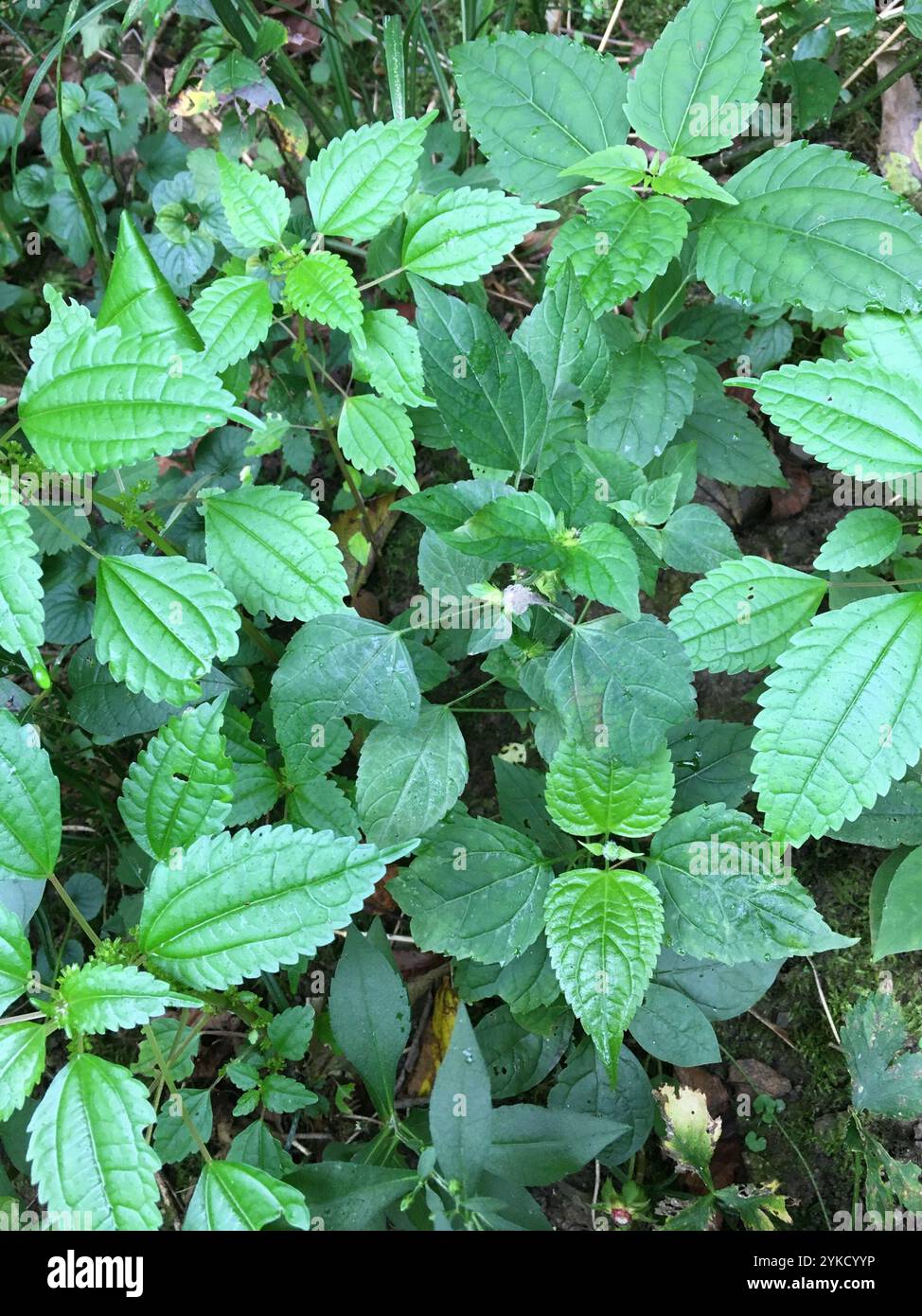 Deam's two-seeded mercury (Acalypha deamii Stock Photo - Alamy