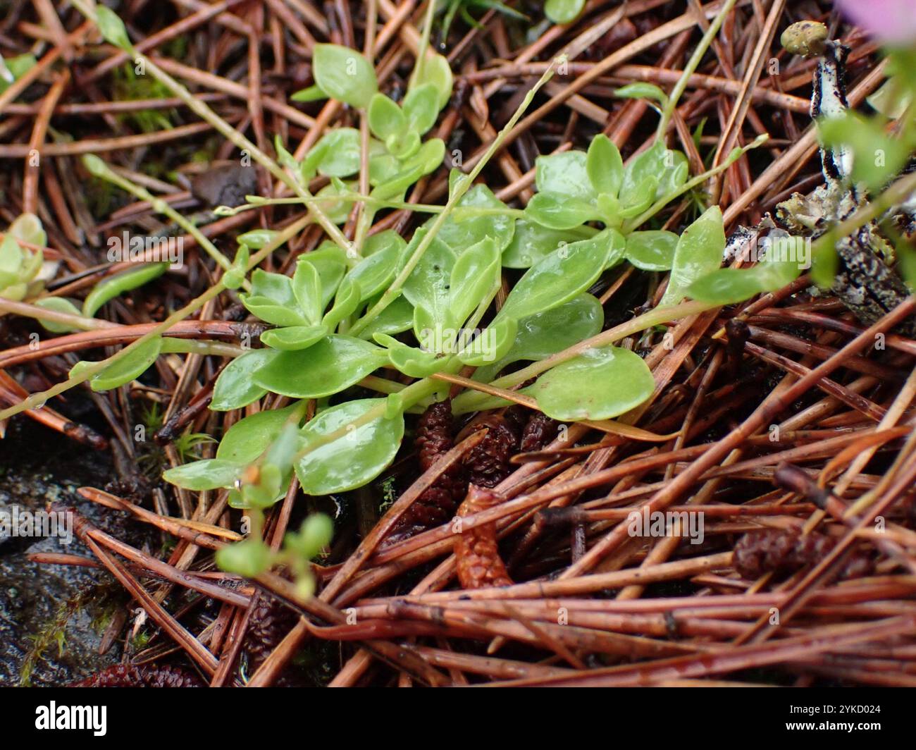Small-leaved Blinks (Montia parvifolia Stock Photo - Alamy