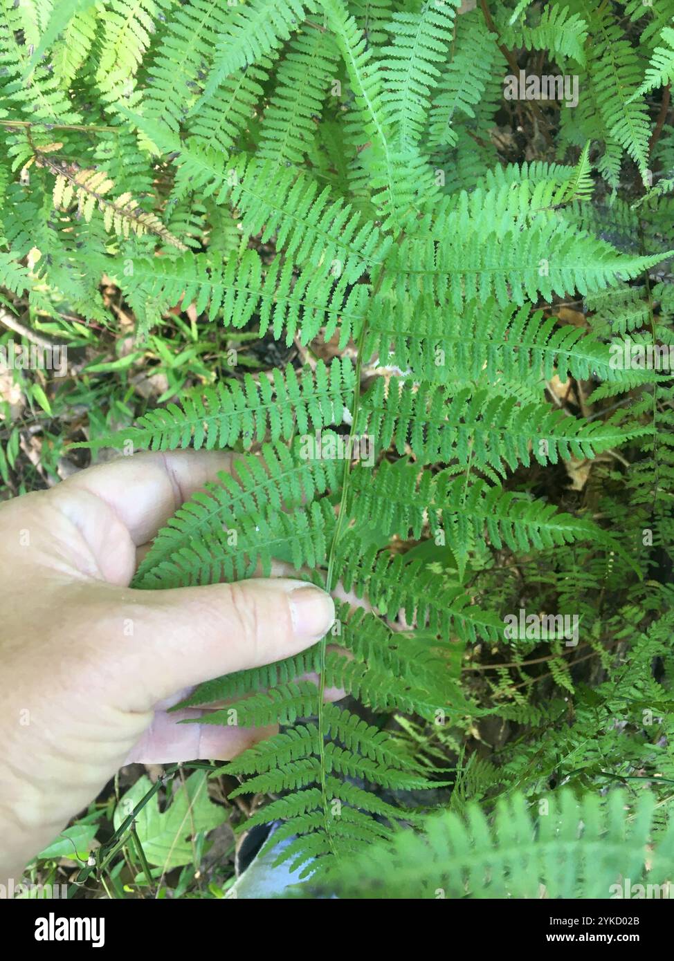 southern lady fern (Athyrium asplenioides Stock Photo - Alamy