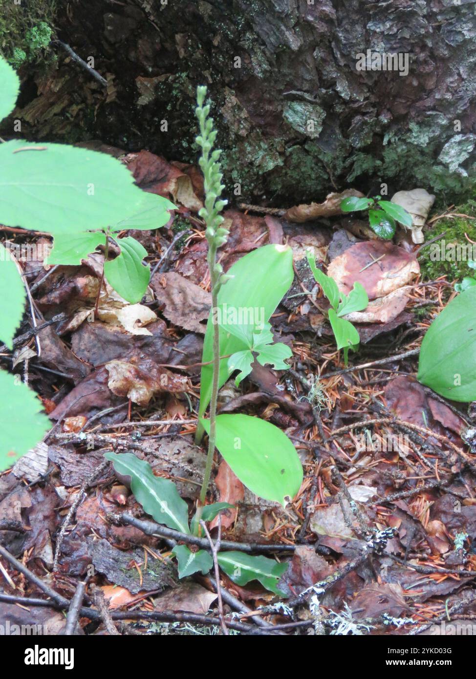 Western Rattlesnake Plantain (Goodyera oblongifolia Stock Photo - Alamy