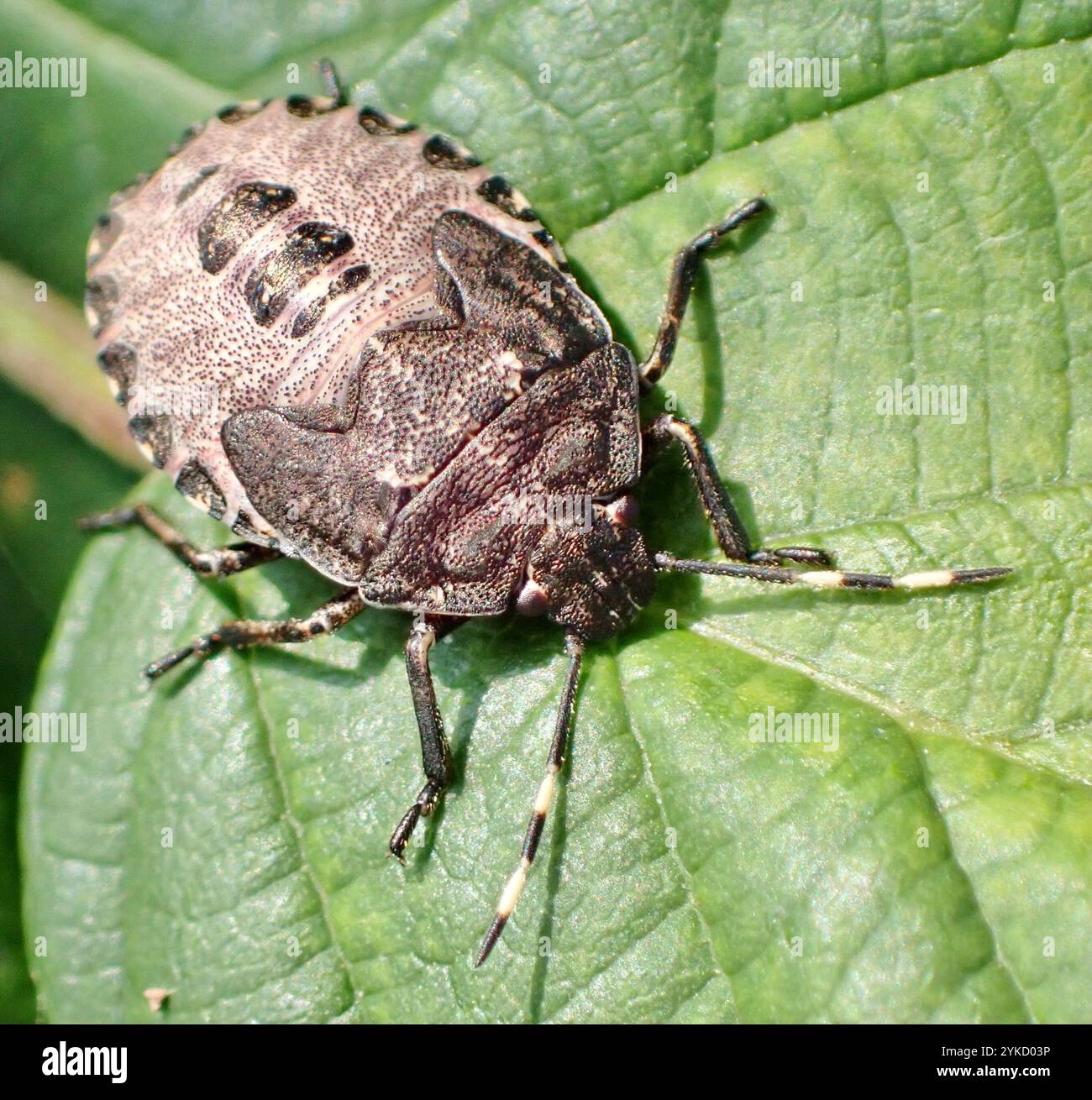 Mottled Stink Bug (Rhaphigaster nebulosa Stock Photo - Alamy