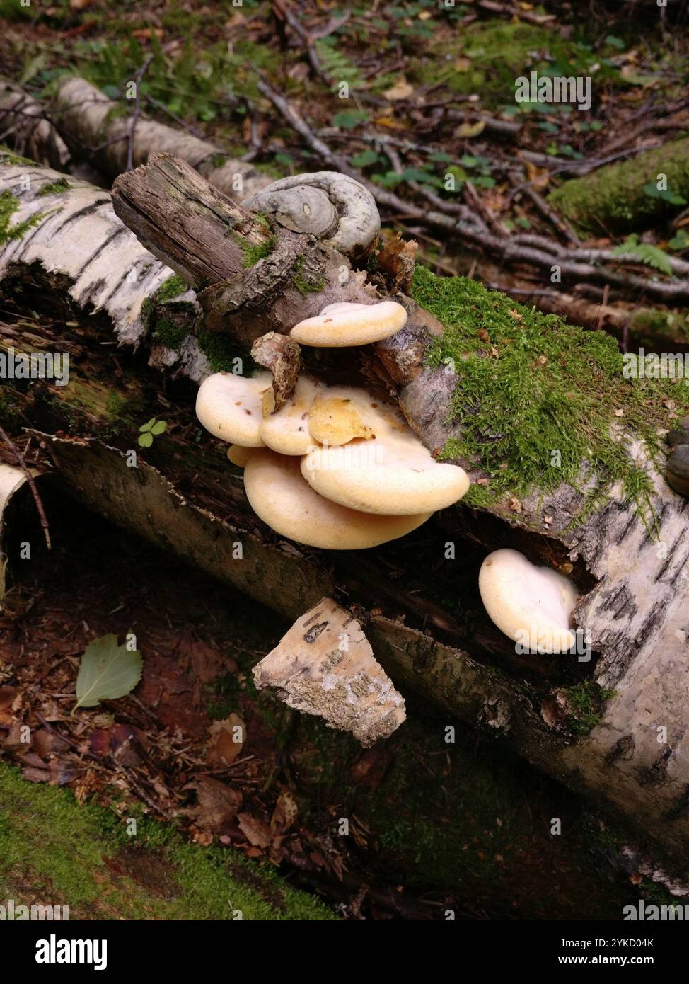 Stinking Orange Oyster (Phyllotopsis nidulans Stock Photo - Alamy