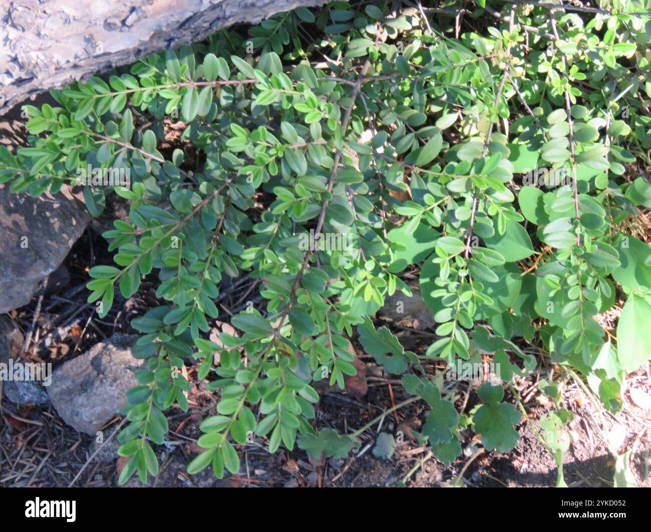 Oregon Boxwood (Paxistima myrsinites Stock Photo - Alamy