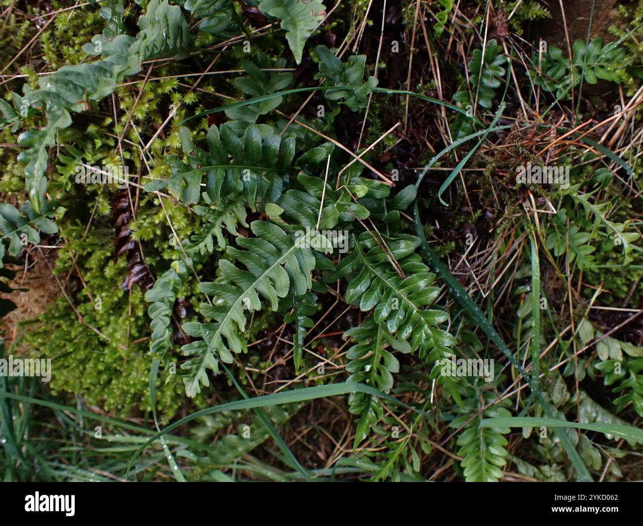 western polypody (Polypodium hesperium Stock Photo - Alamy