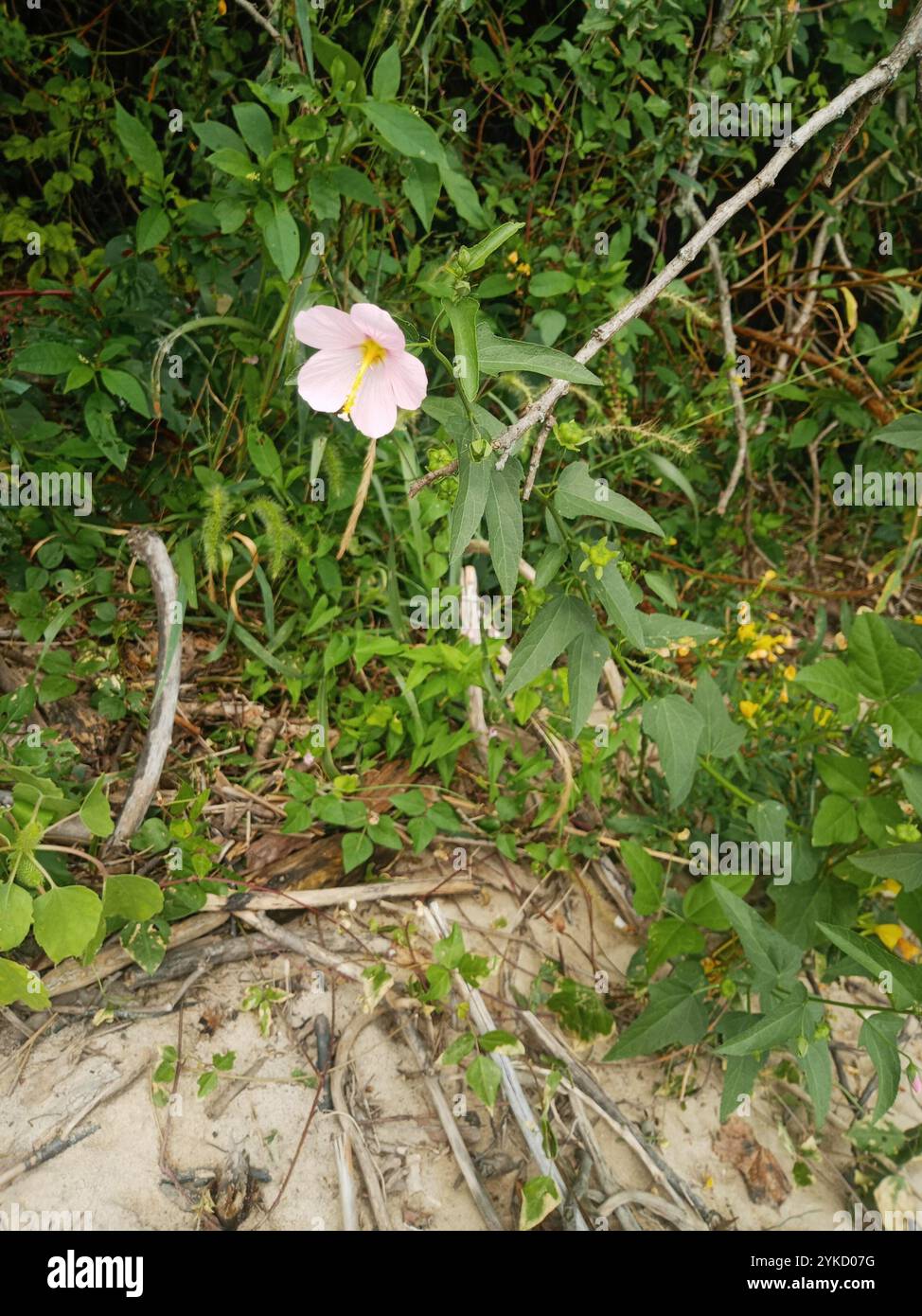 Saltmarsh mallow (Kosteletzkya pentacarpos Stock Photo - Alamy
