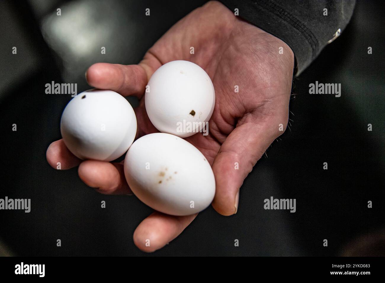 Egg size grading hi-res stock photography and images - Alamy