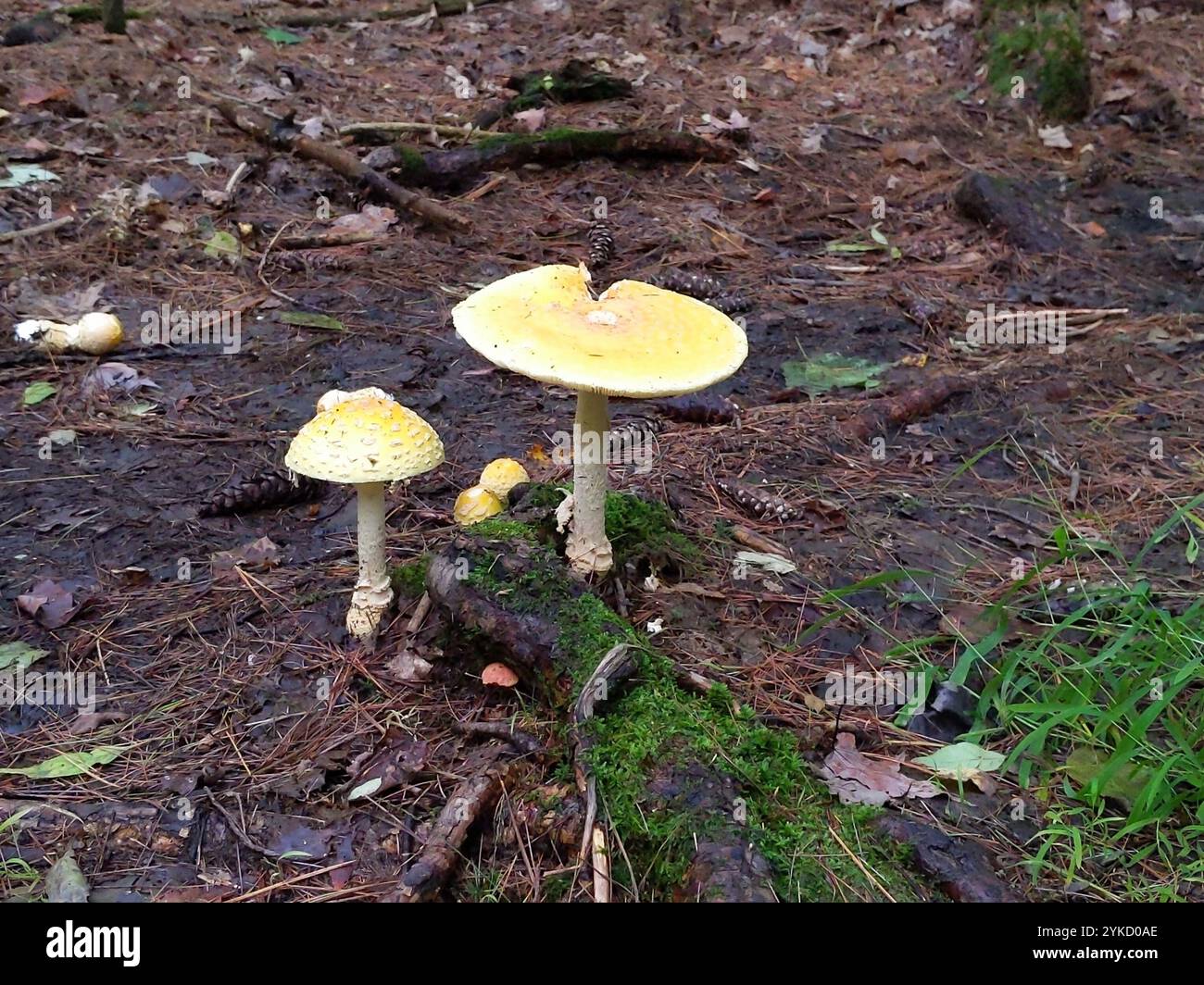 American Yellow Fly Agaric (Amanita muscaria guessowii Stock Photo - Alamy American Yellow Fly Agaric (Amanita muscaria guessowii Stock Photo - Alamy