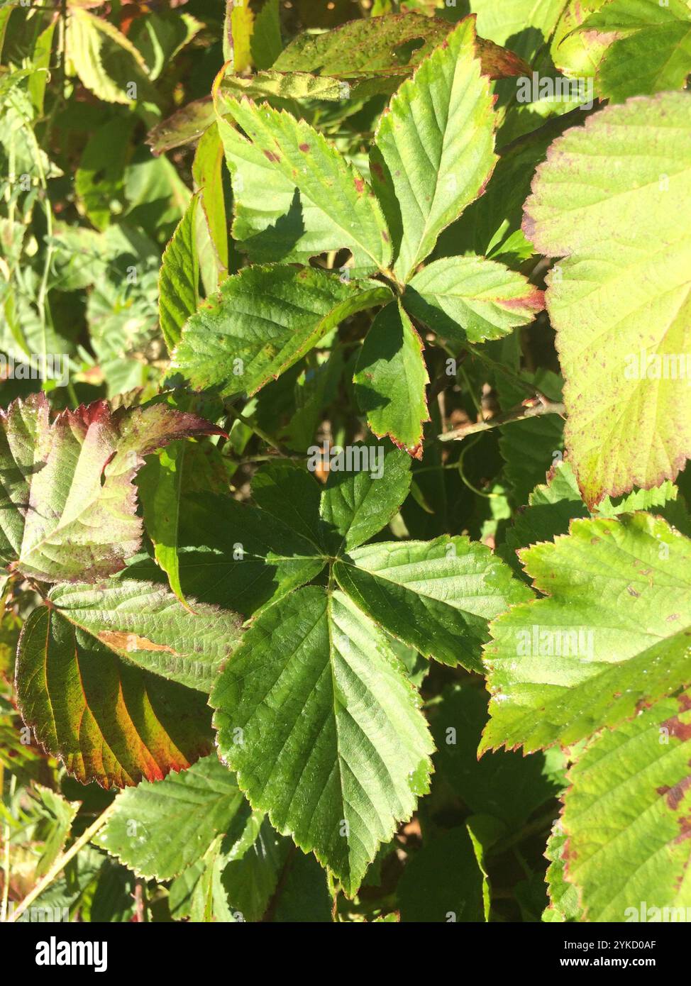 Common Dewberry (Rubus flagellaris Stock Photo - Alamy