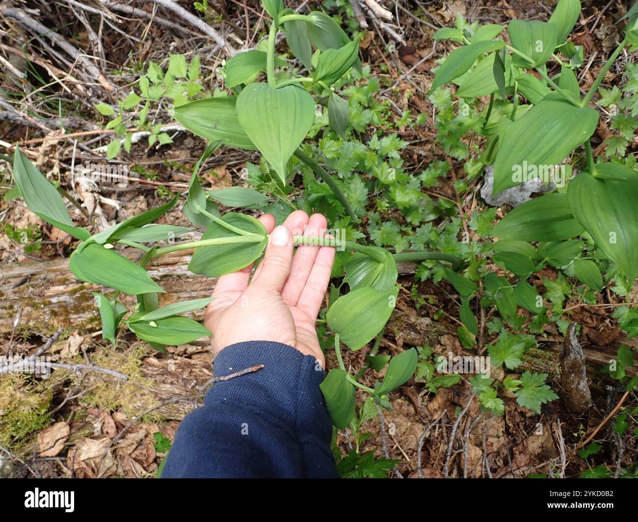 white twisted-stalk (Streptopus amplexifolius Stock Photo - Alamy