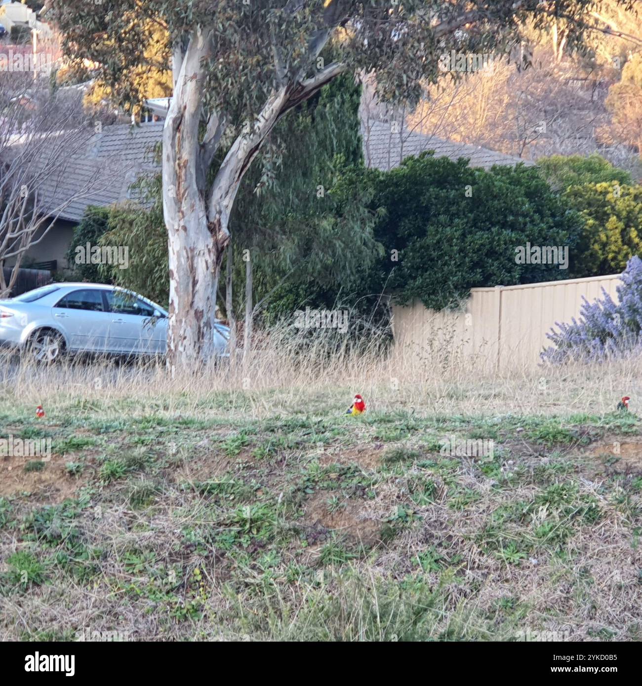 Eastern Rosella (Platycercus eximius Stock Photo - Alamy