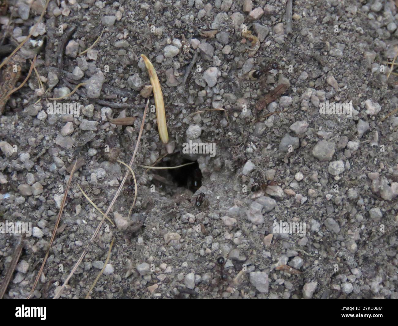 Wood, Mound, and Field Ants (Formica Stock Photo - Alamy