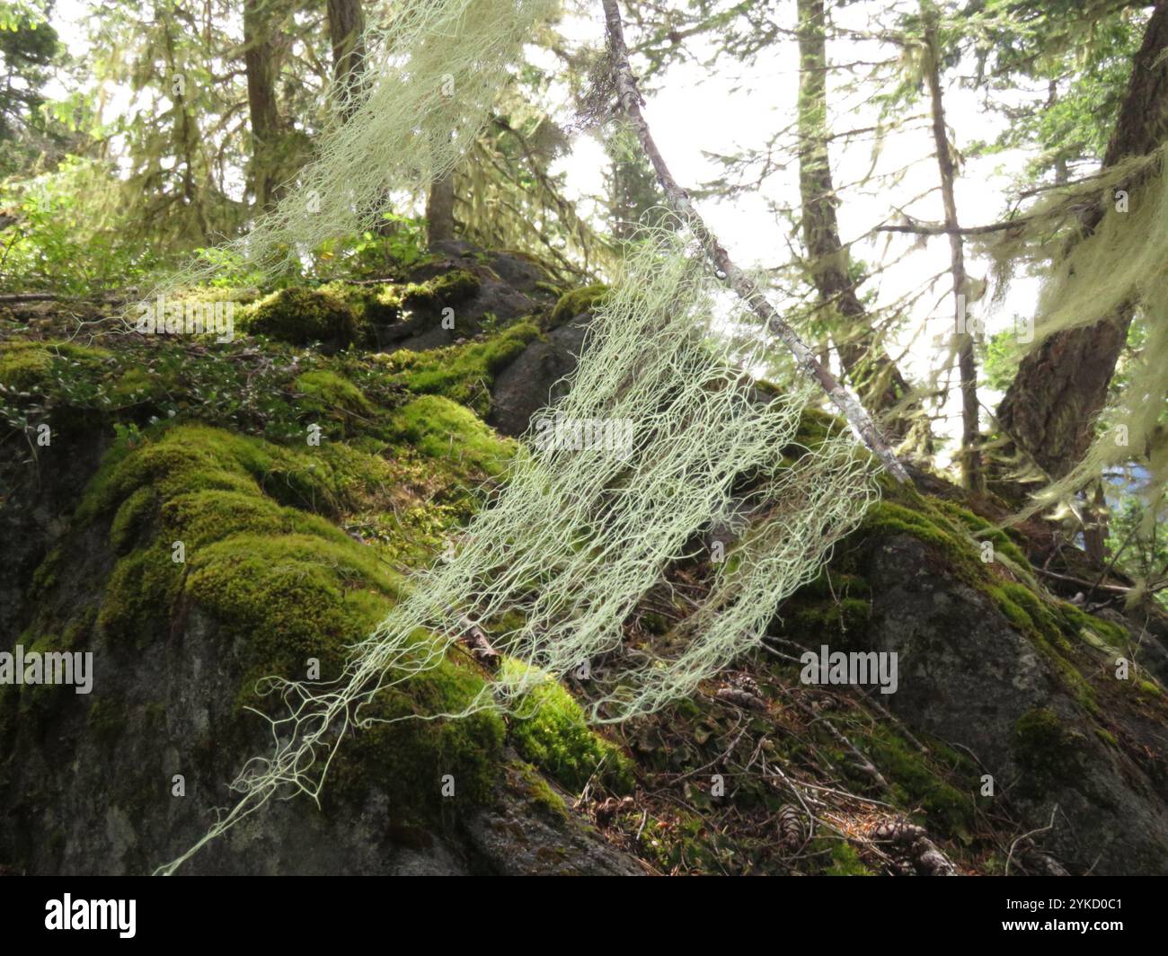 Witch's Hair (Alectoria sarmentosa Stock Photo - Alamy