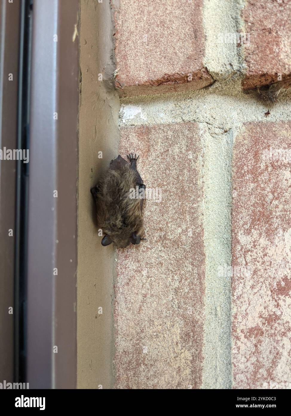 Mouse-eared Bats (Myotis Stock Photo - Alamy