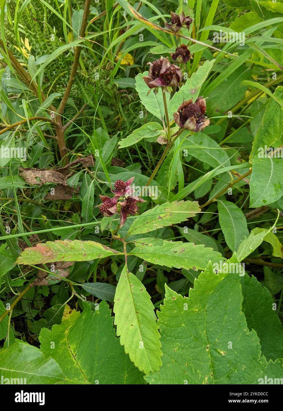 marsh cinquefoil (Comarum palustre Stock Photo - Alamy