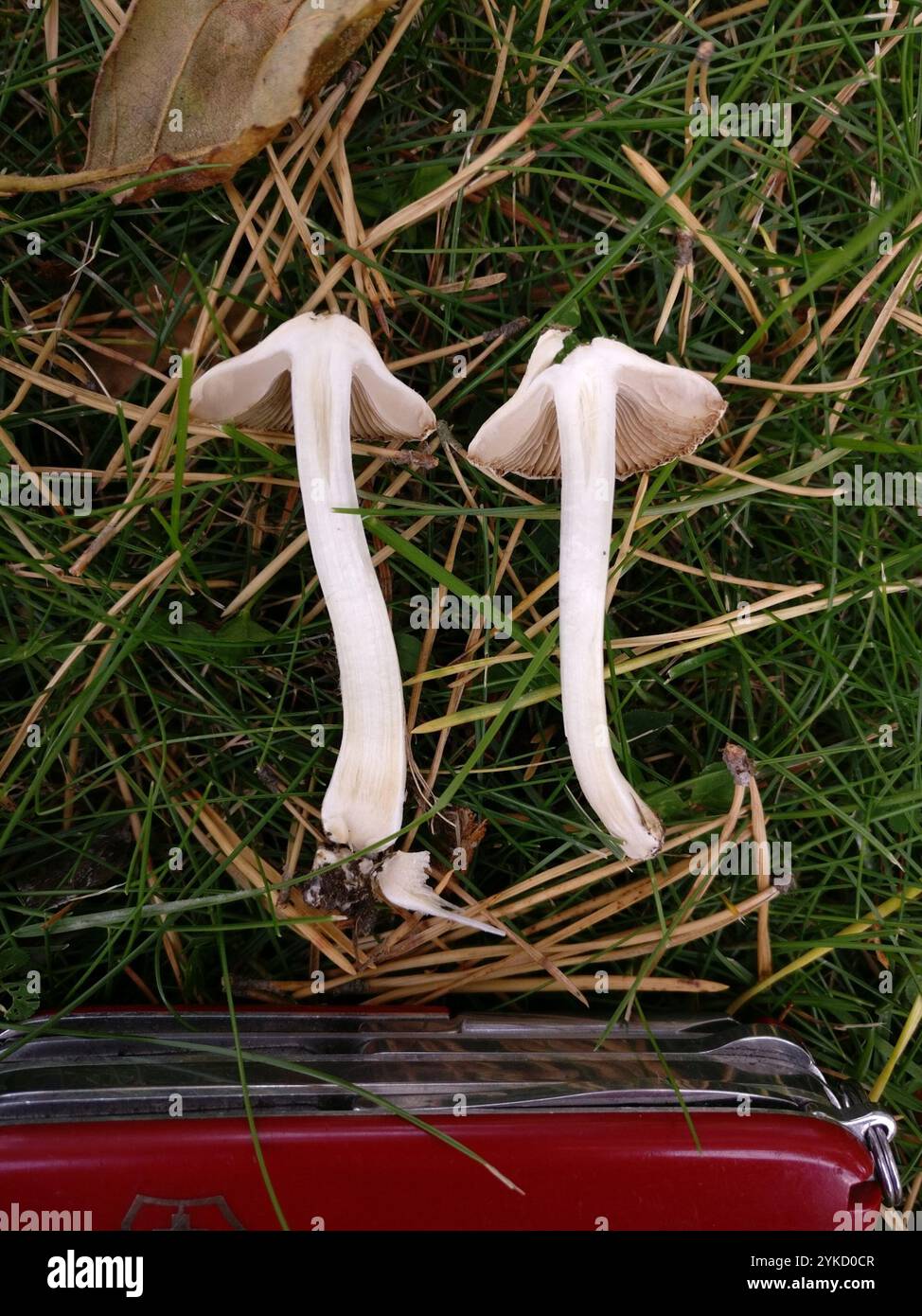 White Fibrecap (Inocybe geophylla Stock Photo - Alamy