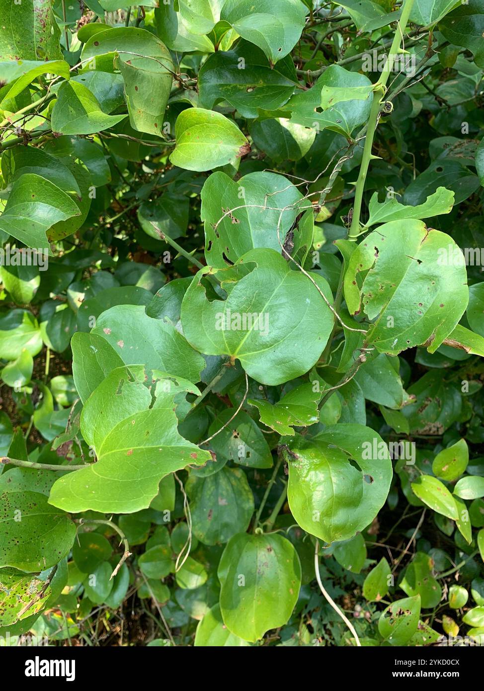 Smilax rotundifolia hi-res stock photography and images - Alamy