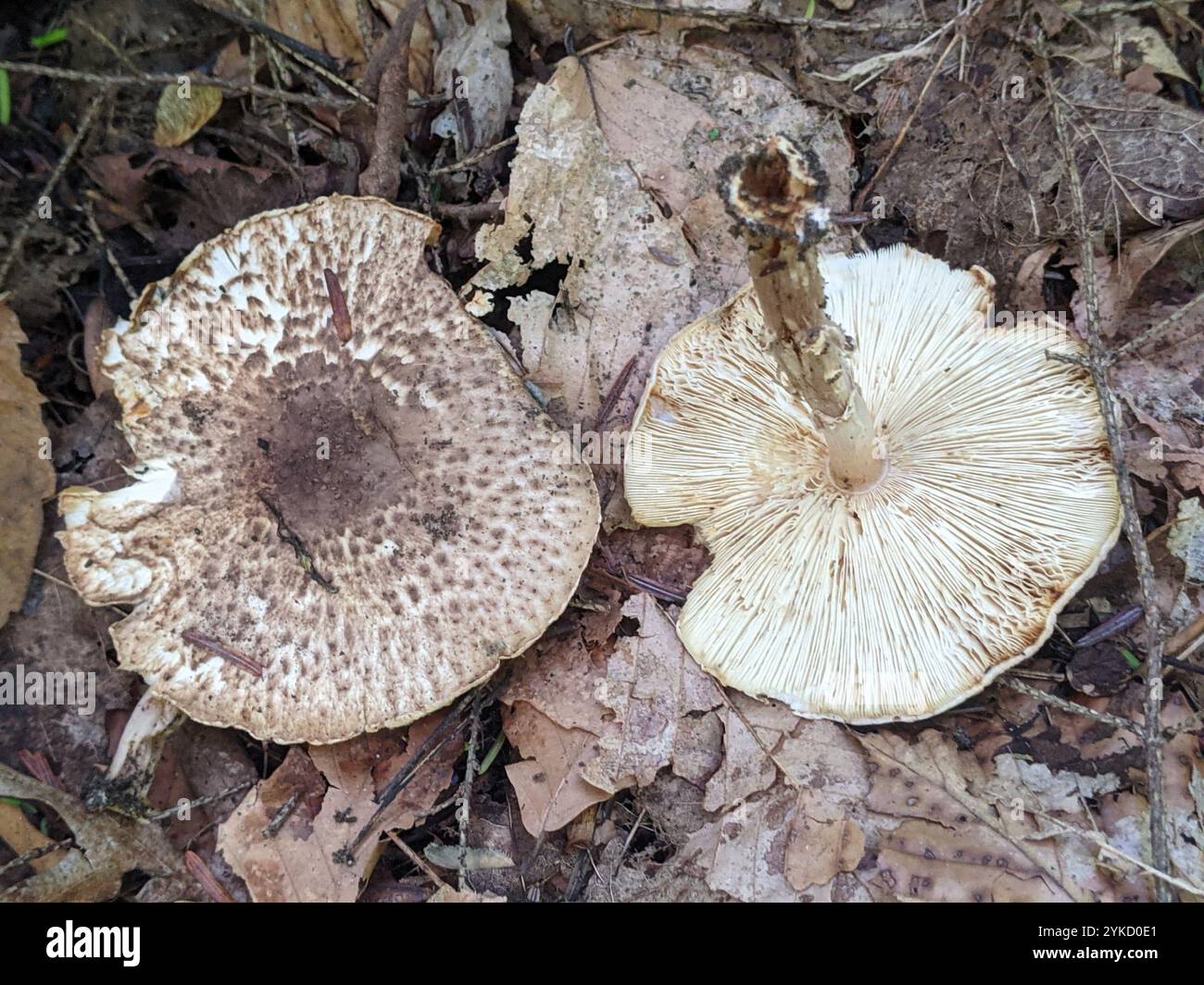 Freckled dapperling hi-res stock photography and images - Alamy