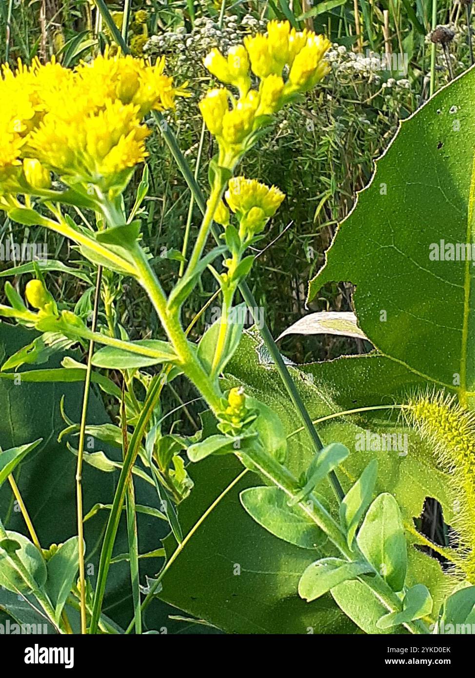 stiff-leaved goldenrod (Solidago rigida Stock Photo - Alamy