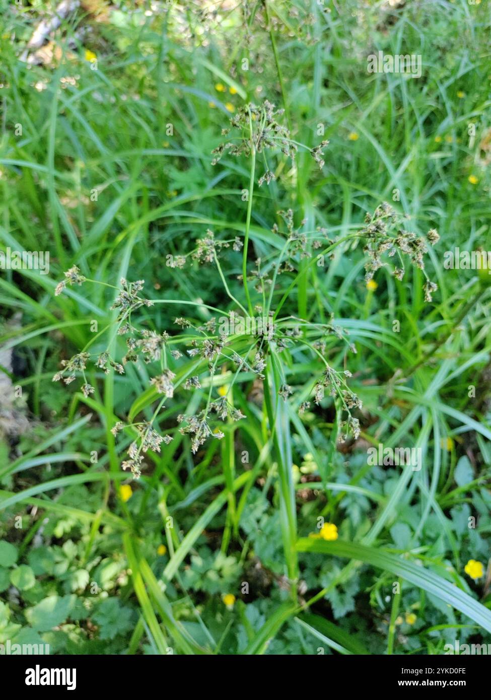 Panicled Bulrush (Scirpus microcarpus Stock Photo - Alamy