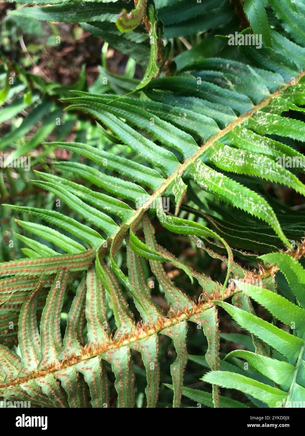 western sword fern (Polystichum munitum Stock Photo - Alamy