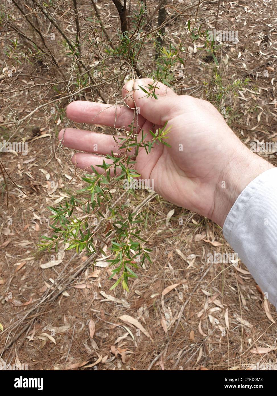 Tantoon (Leptospermum polygalifolium Stock Photo - Alamy