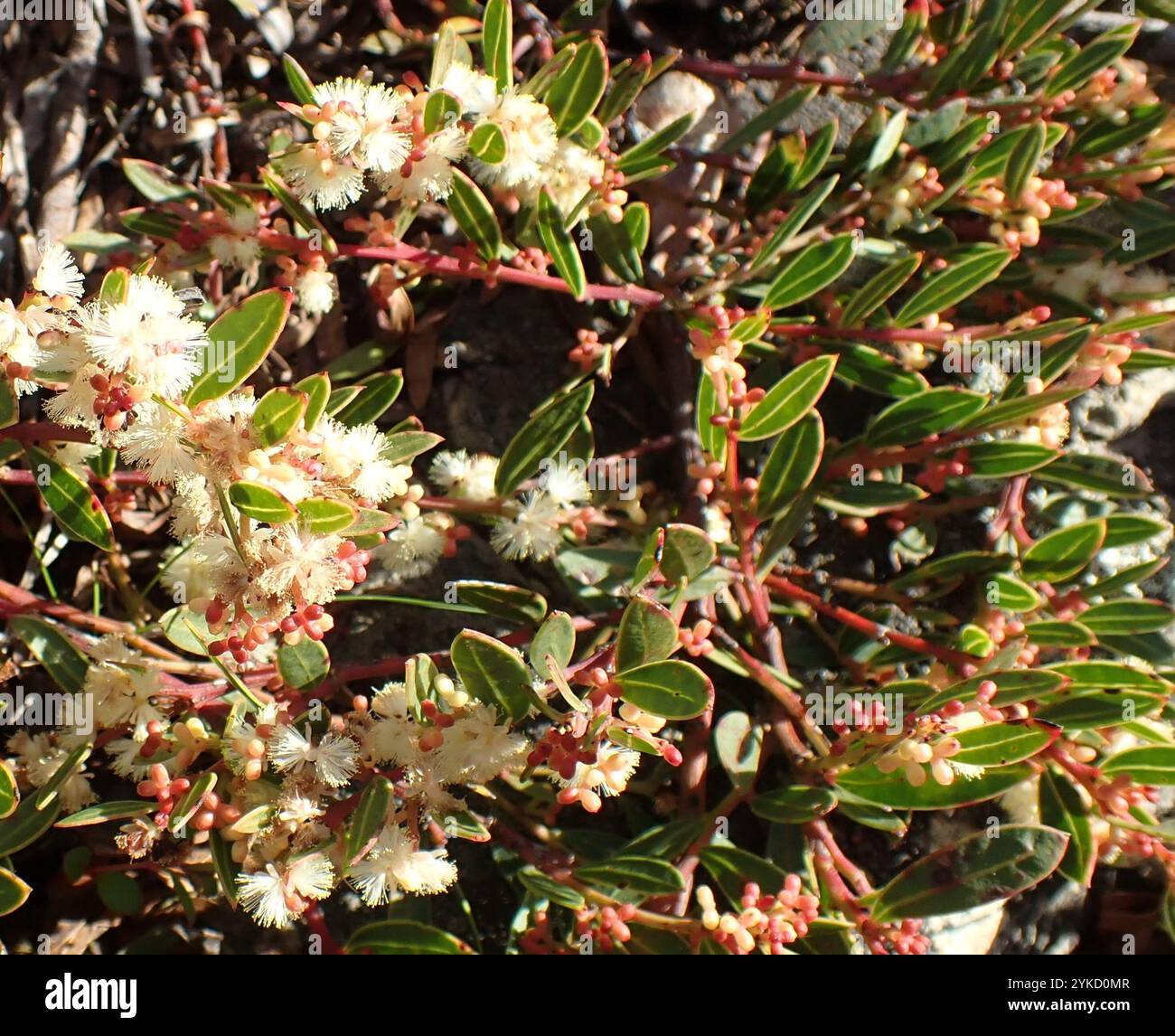 Myrtle Wattle (Acacia myrtifolia Stock Photo - Alamy