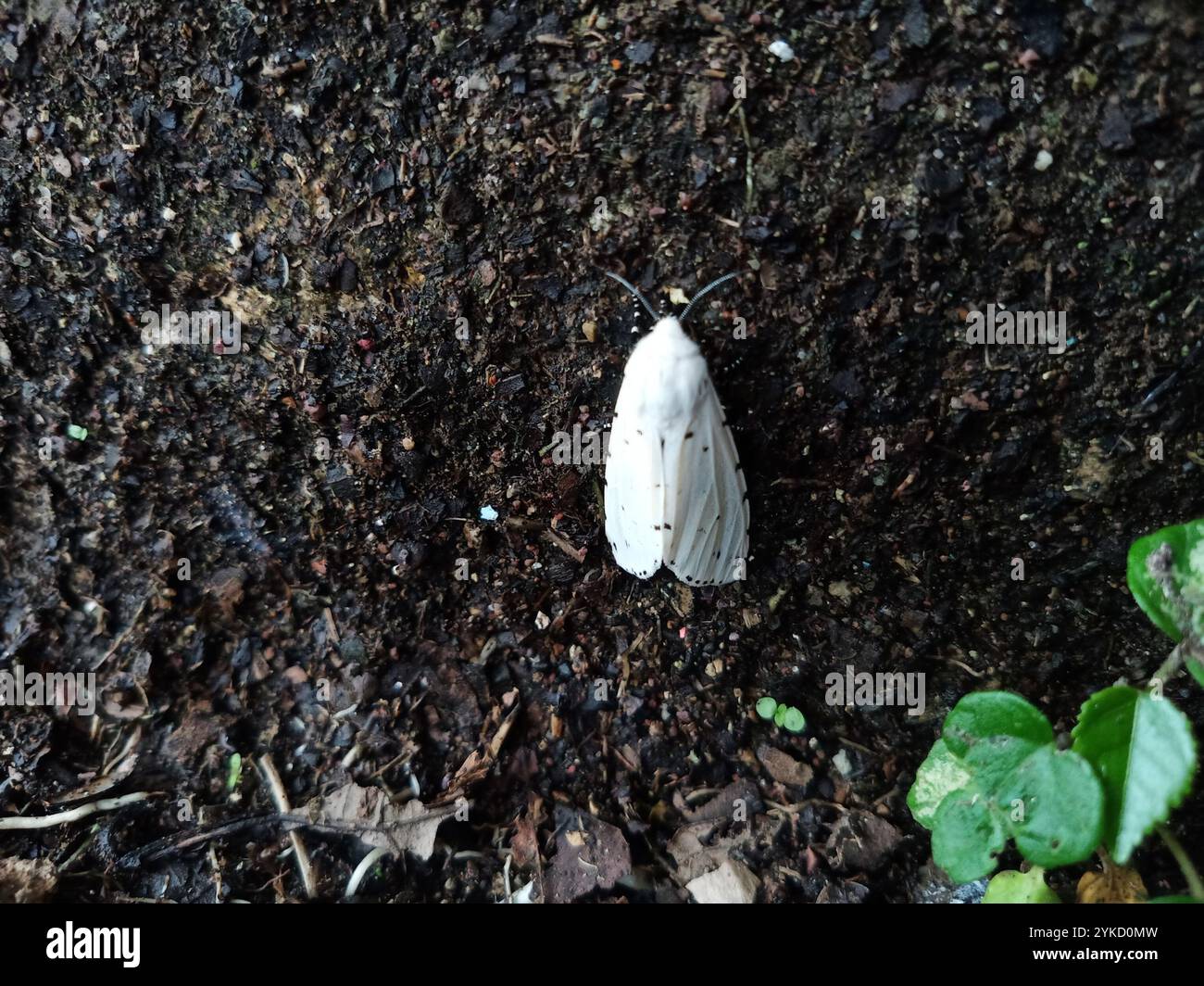 Salt Marsh Moth (Estigmene acrea Stock Photo - Alamy