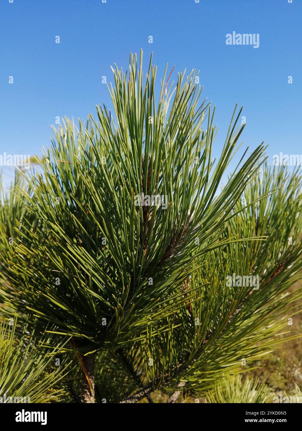 red pine (Pinus resinosa Stock Photo - Alamy
