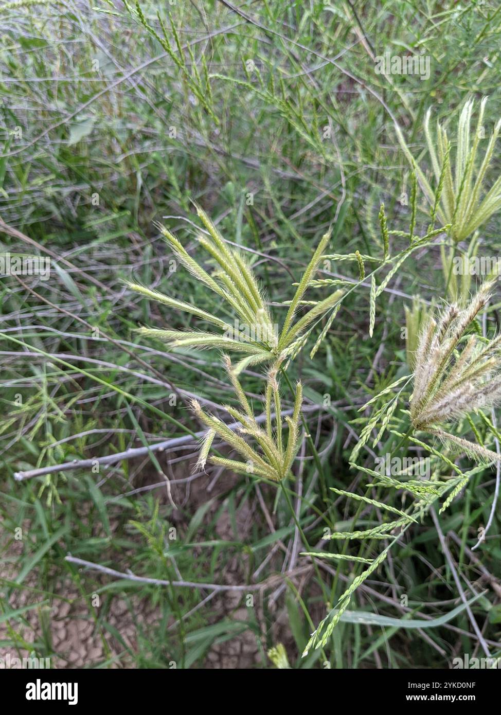 feather finger grass (Chloris virgata Stock Photo - Alamy