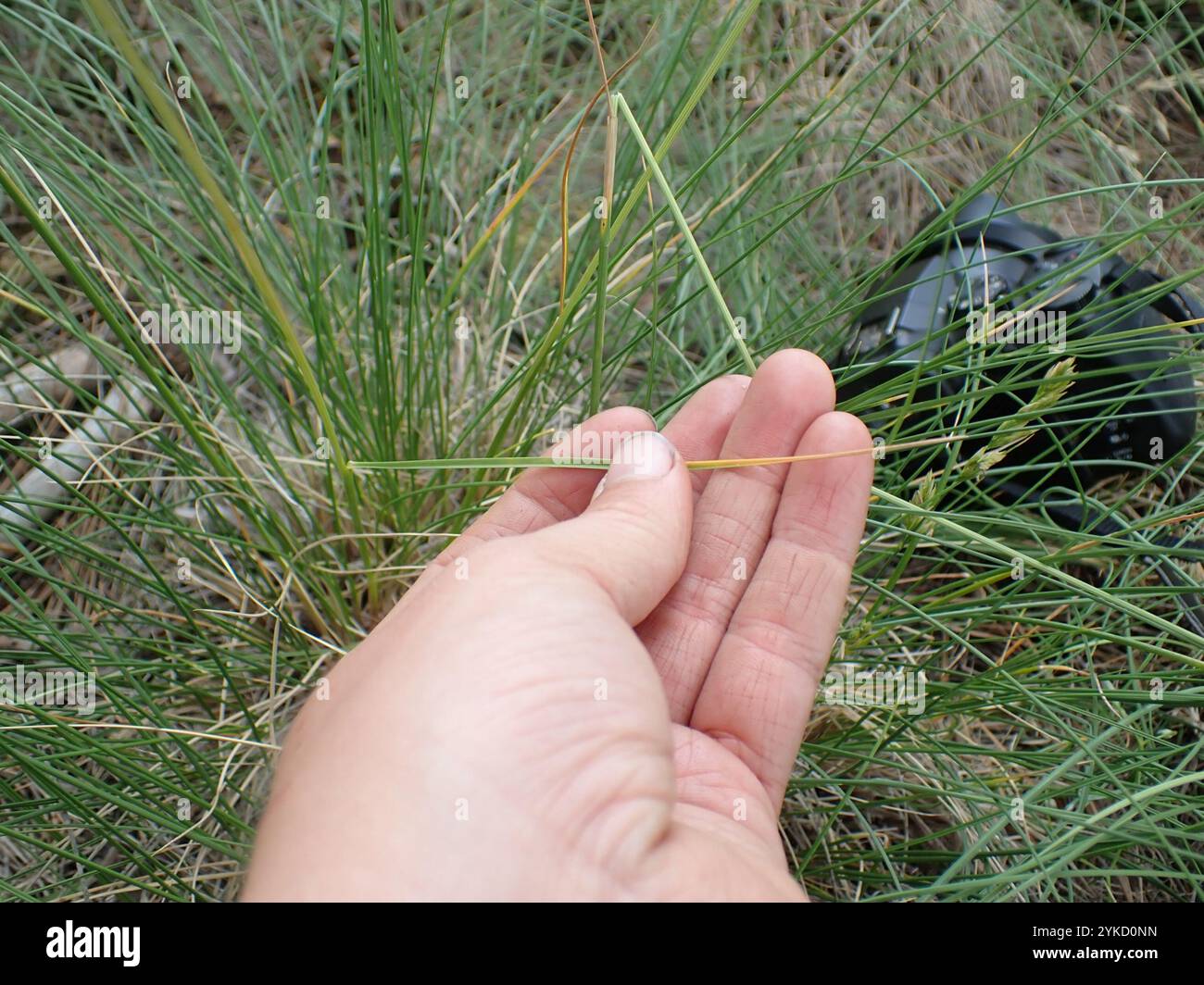 Big Rough Fescue (Festuca campestris Stock Photo - Alamy