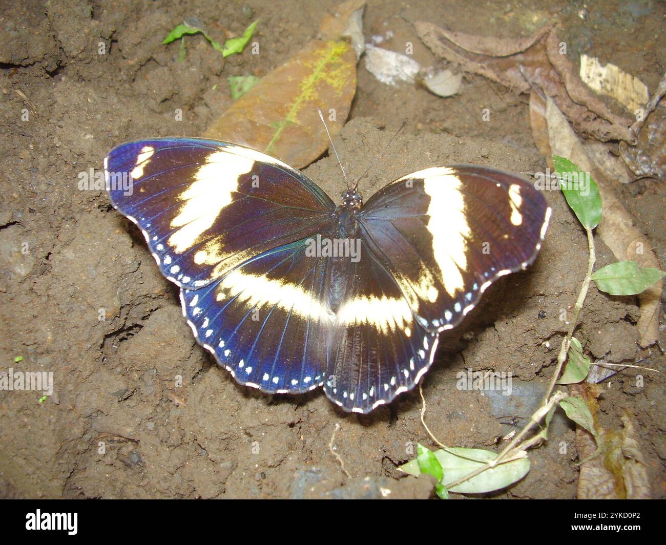 (Hypolimnas salmacis thomensis Stock Photo - Alamy