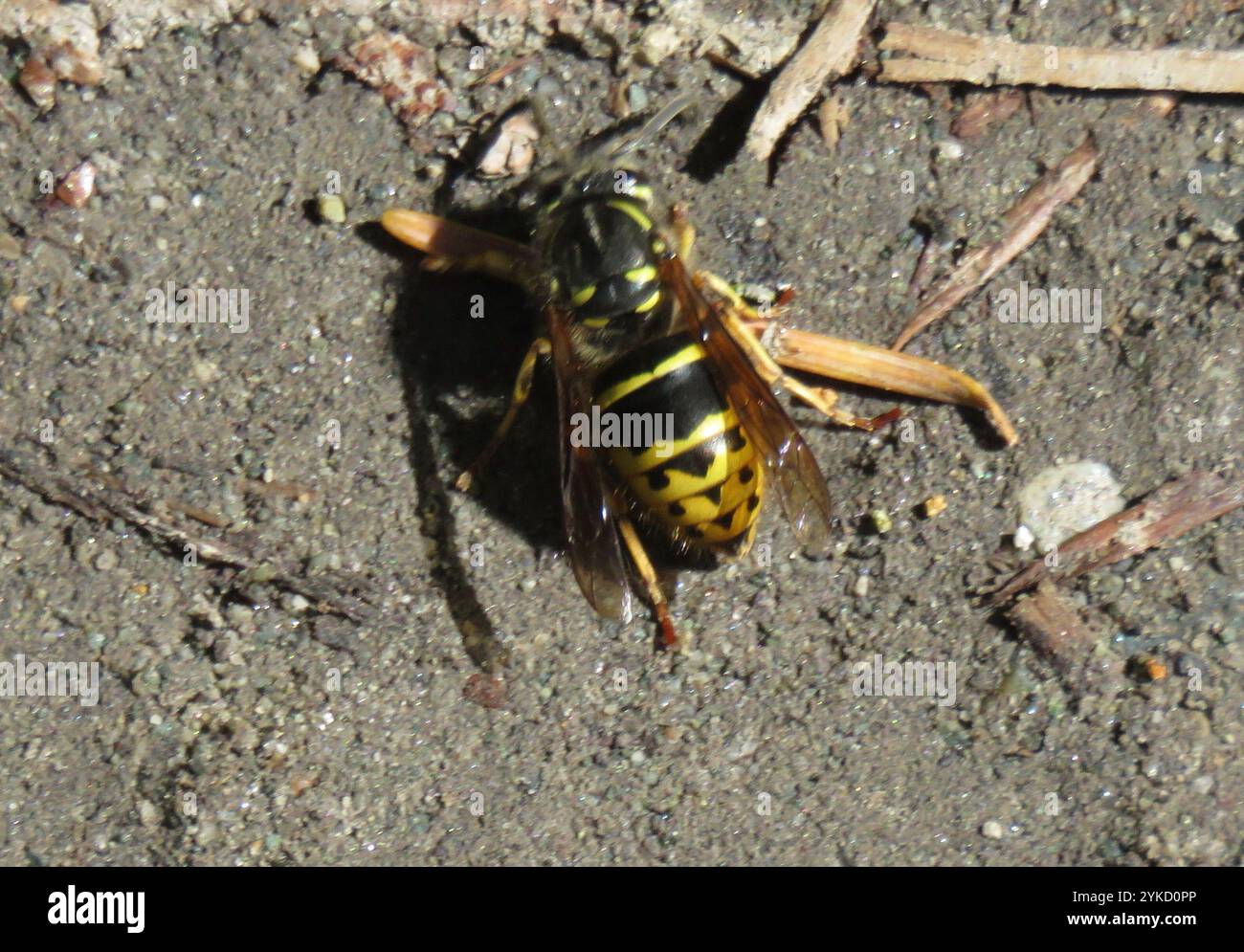 Alaska Yellowjacket (Vespula alascensis Stock Photo - Alamy