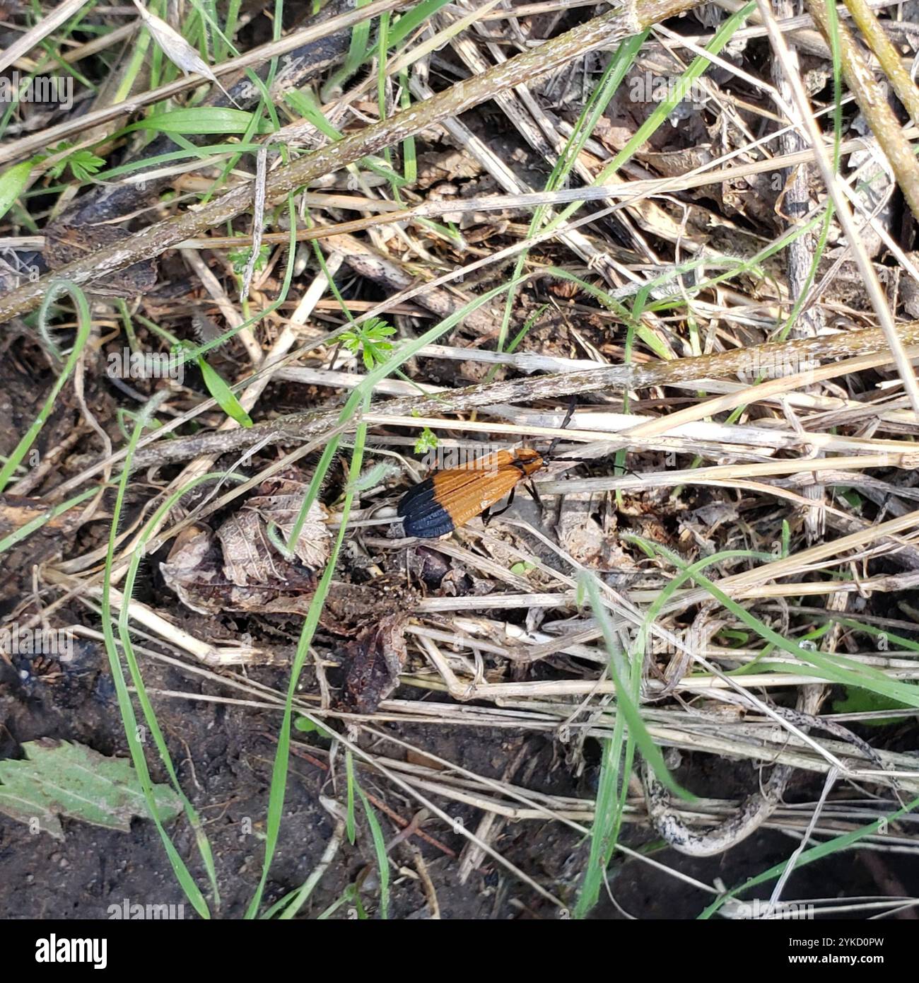 Reticulated net winged beetle hi-res stock photography and images - Alamy