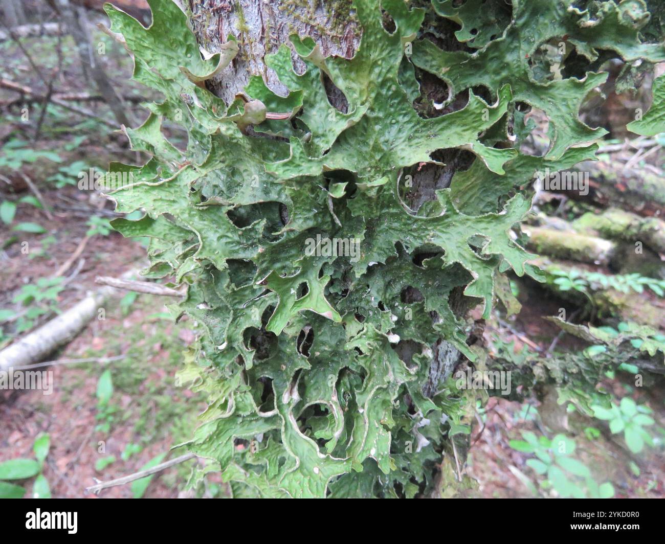 Tree Lungwort (Lobaria pulmonaria Stock Photo - Alamy