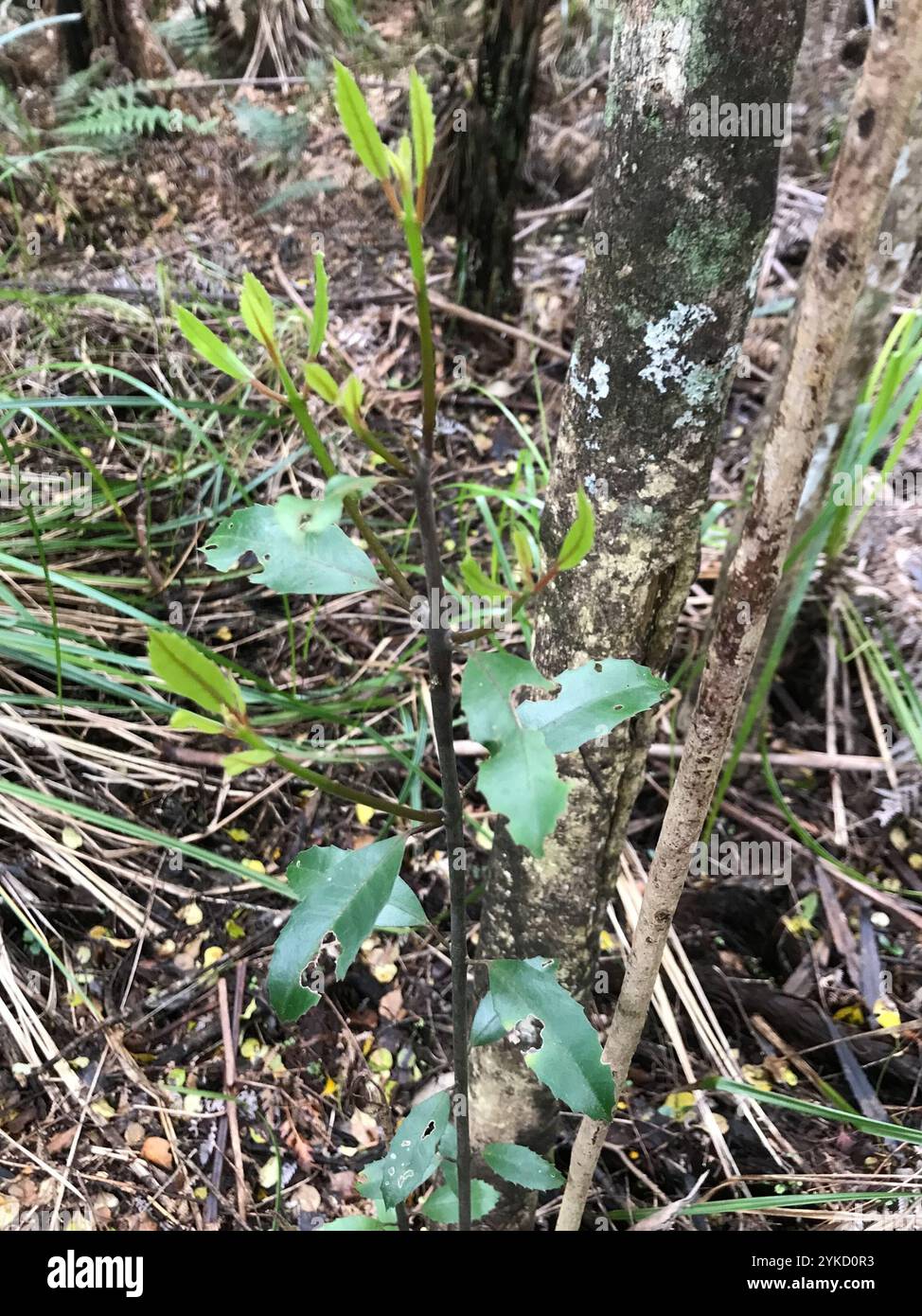Pigeonwood (Hedycarya arborea Stock Photo - Alamy