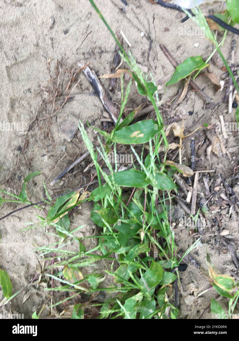 small carpetgrass (Arthraxon hispidus Stock Photo - Alamy