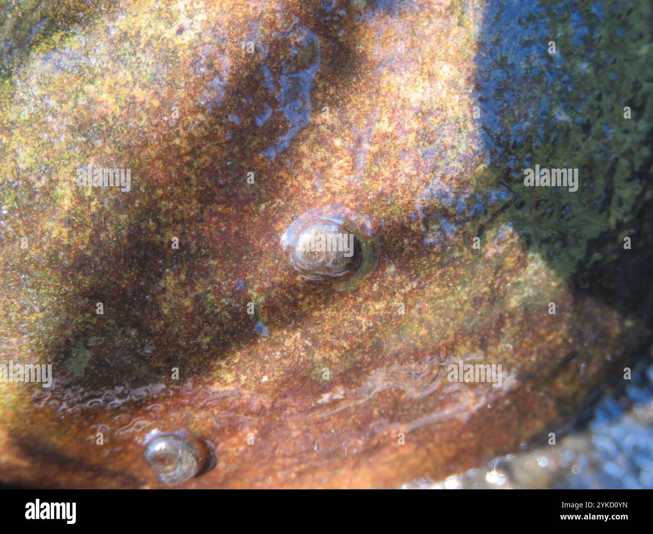Pond Snails, Bladder Snails, and Allies (Lymnaeoidea Stock Photo - Alamy