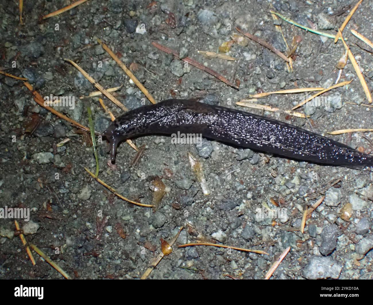 Leopard Slug (Limax maximus Stock Photo - Alamy