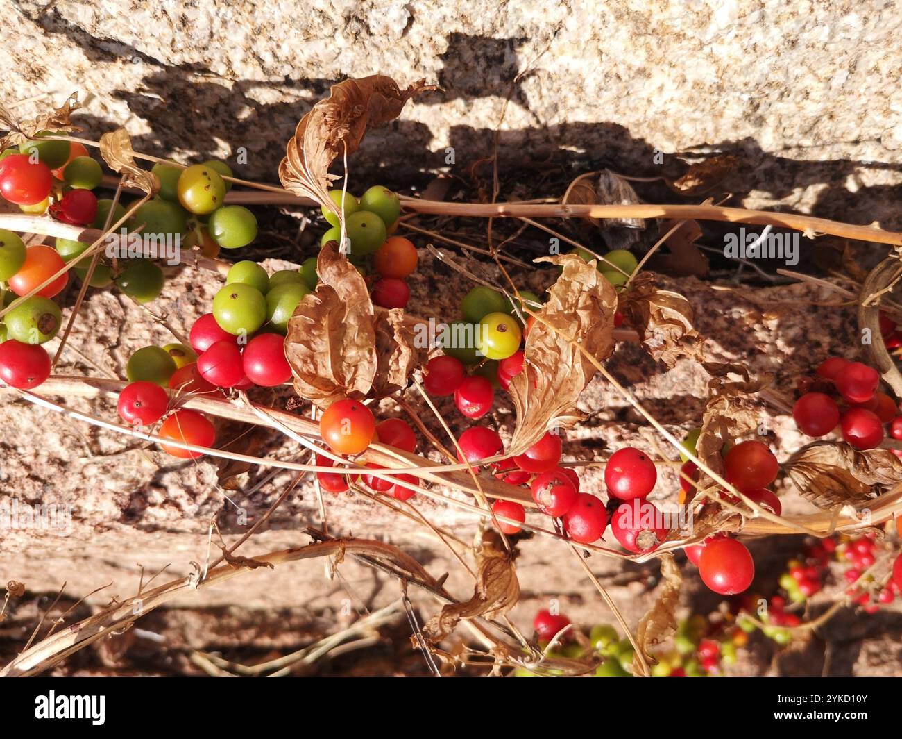 Black Bryony (Dioscorea communis Stock Photo - Alamy