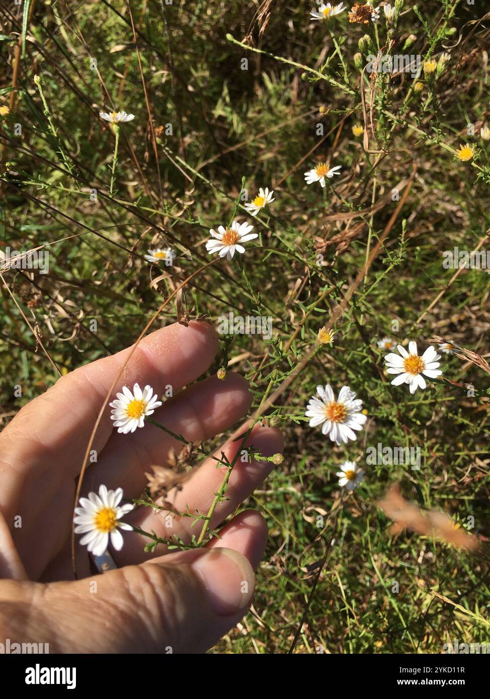 Aster symphyotrichum dumosum hi-res stock photography and images - Alamy