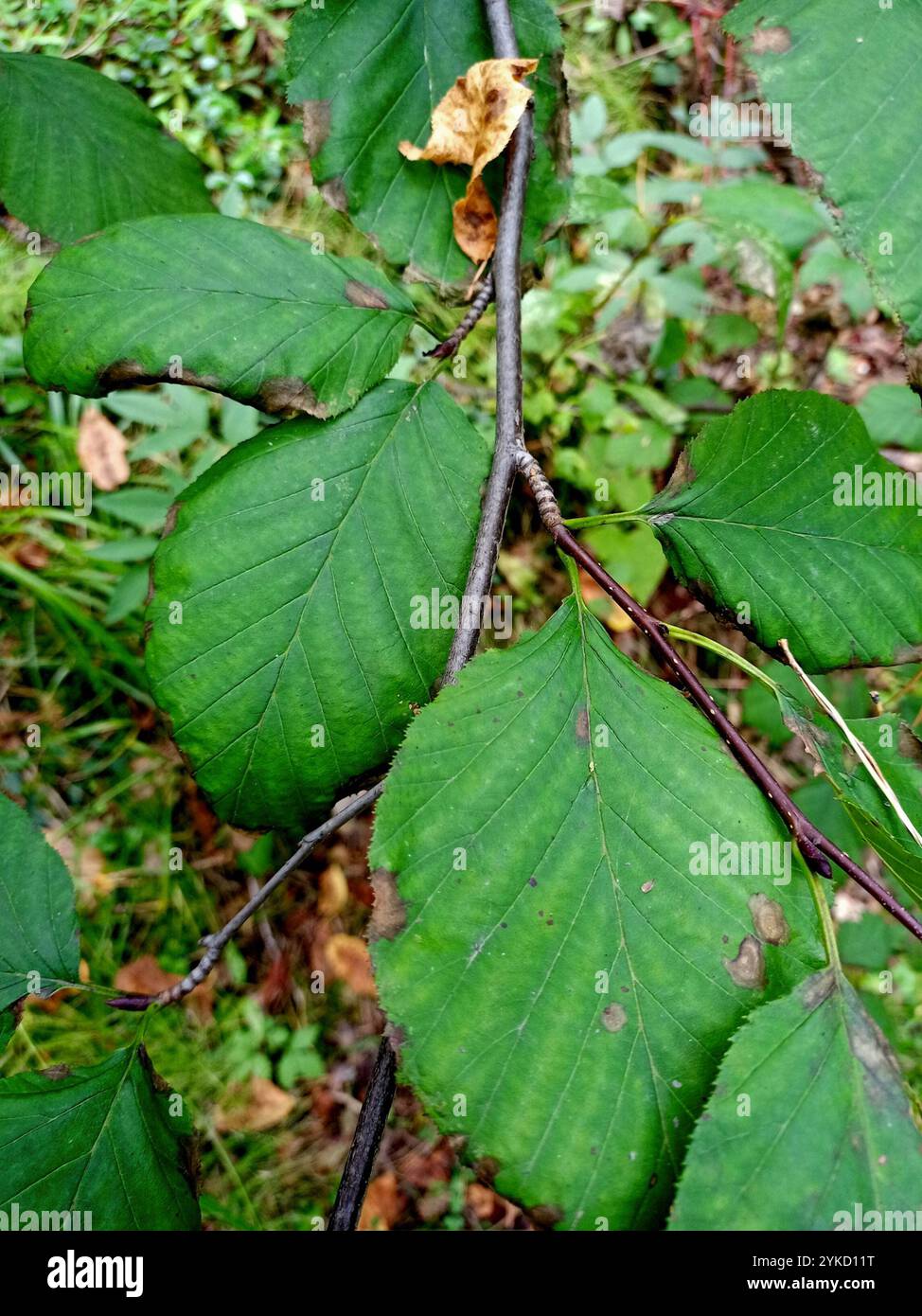 siberian alder (Alnus alnobetula fruticosa Stock Photo - Alamy