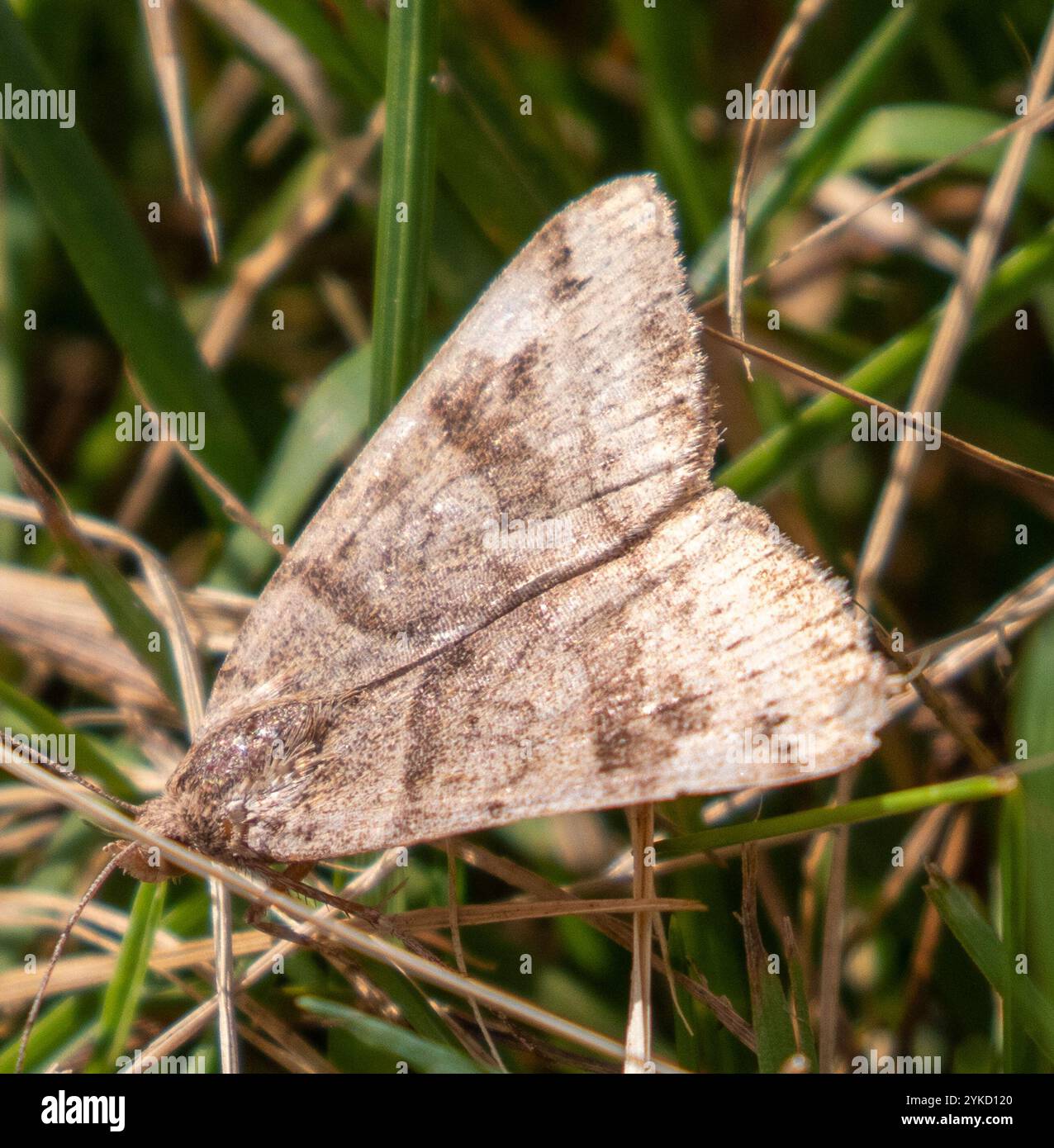 Crassiuscula hi-res stock photography and images - Alamy