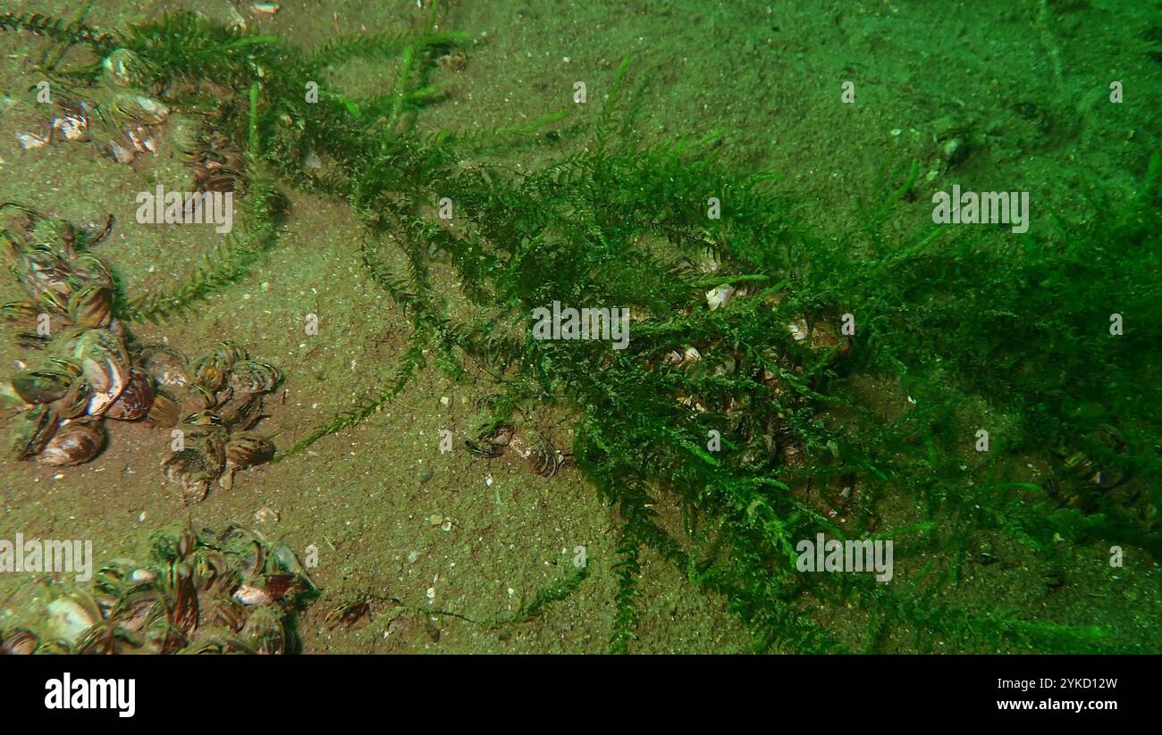 Canadian Waterweed (Elodea canadensis Stock Photo - Alamy