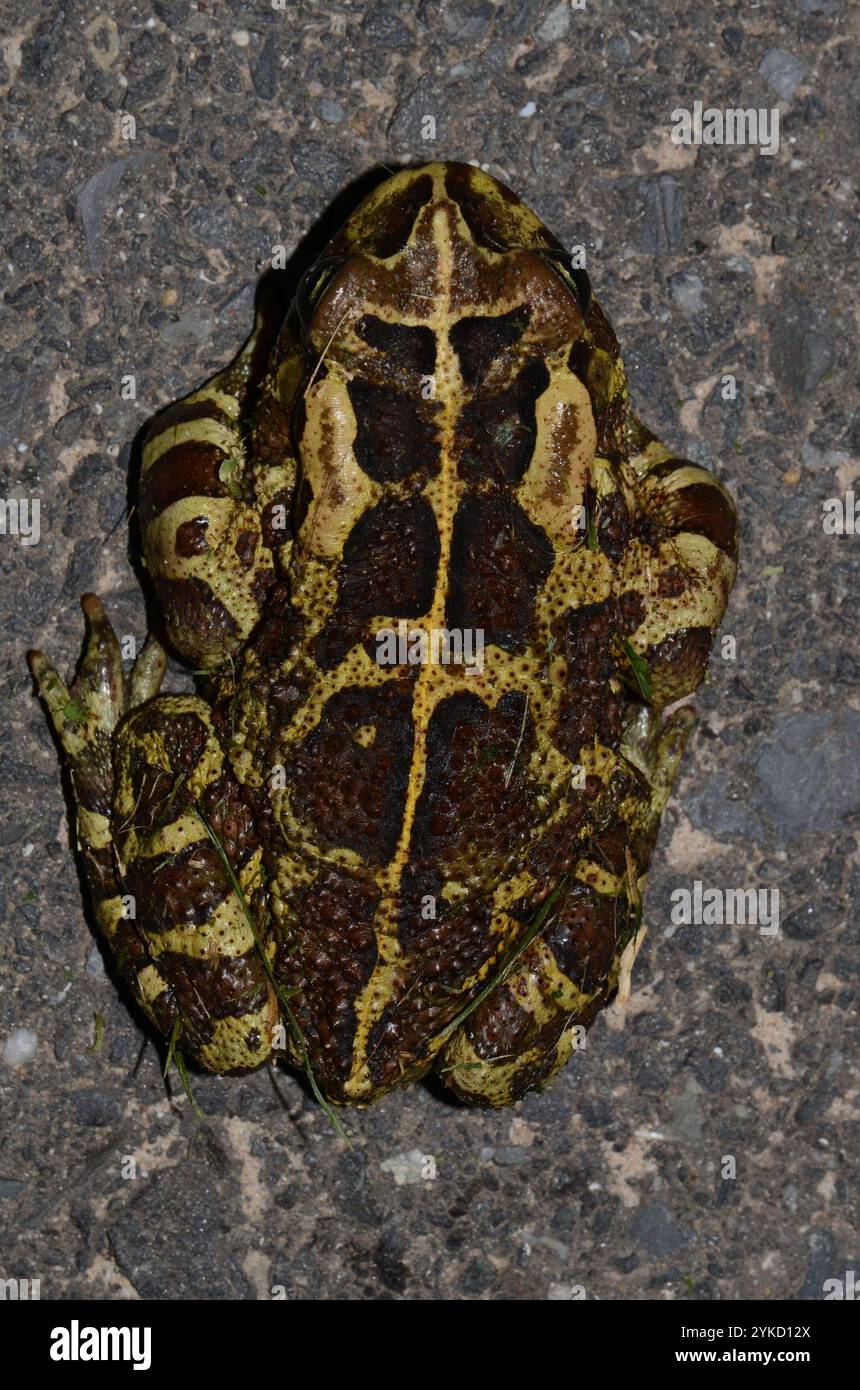 Western Leopard Toad (Sclerophrys pantherina Stock Photo - Alamy