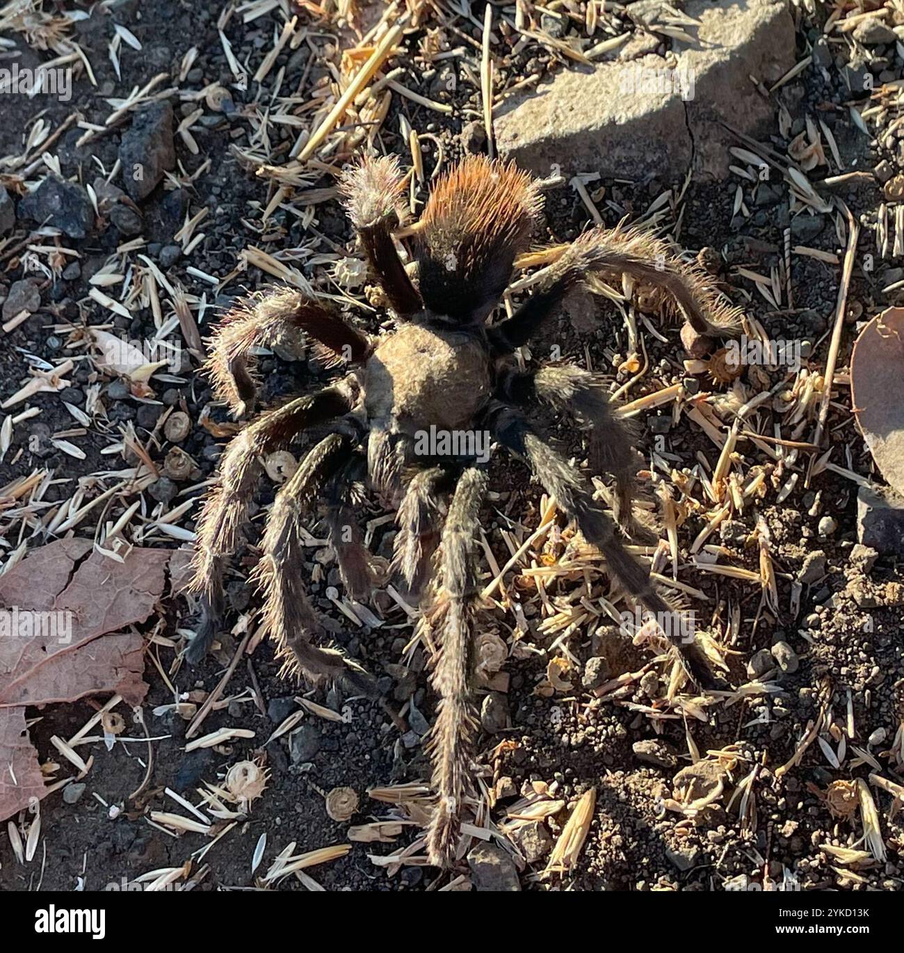 Desert Tarantula (Aphonopelma iodius Stock Photo - Alamy