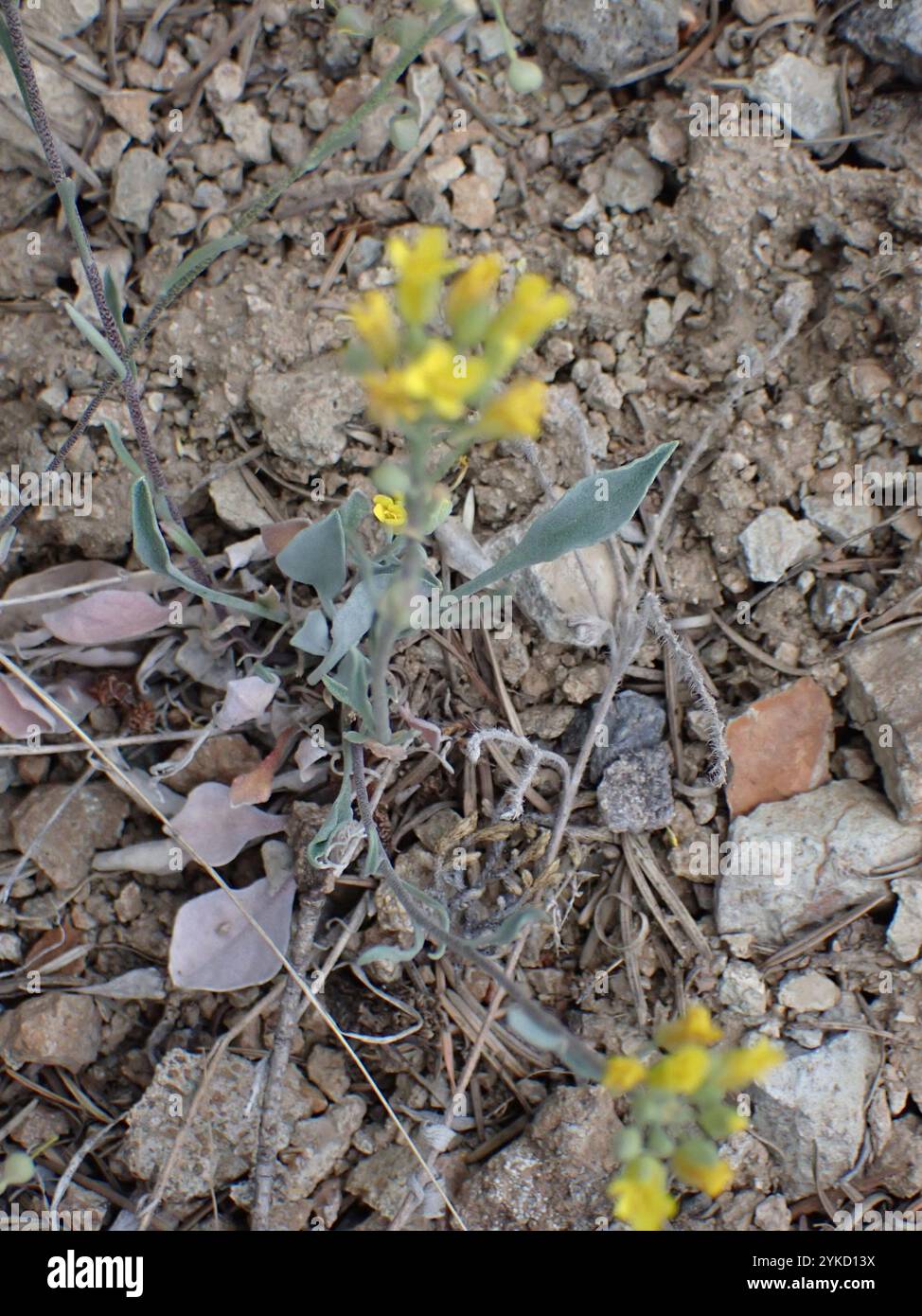 Douglas' Bladderpod (Physaria douglasii Stock Photo - Alamy