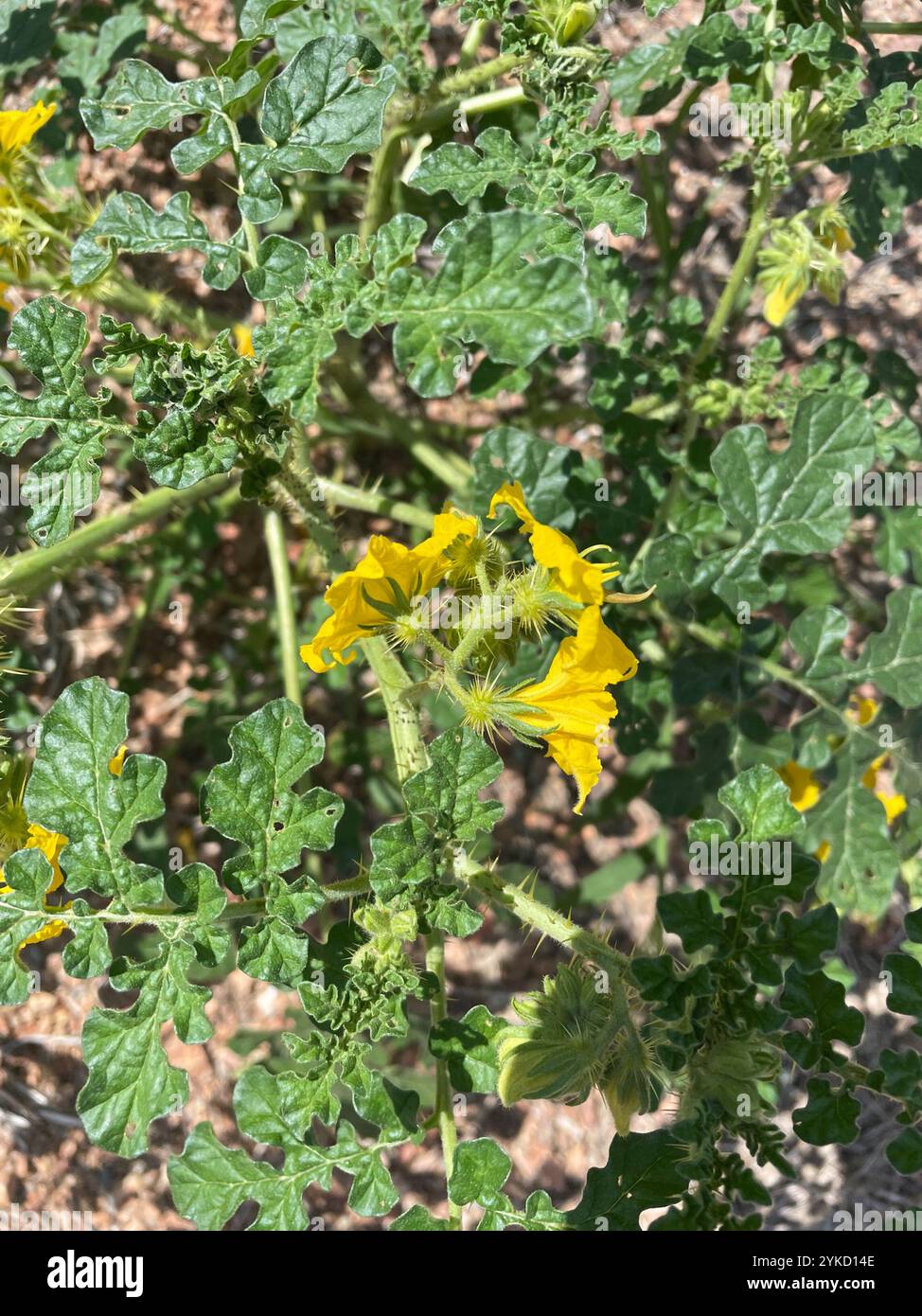 buffalo-bur (Solanum rostratum Stock Photo - Alamy