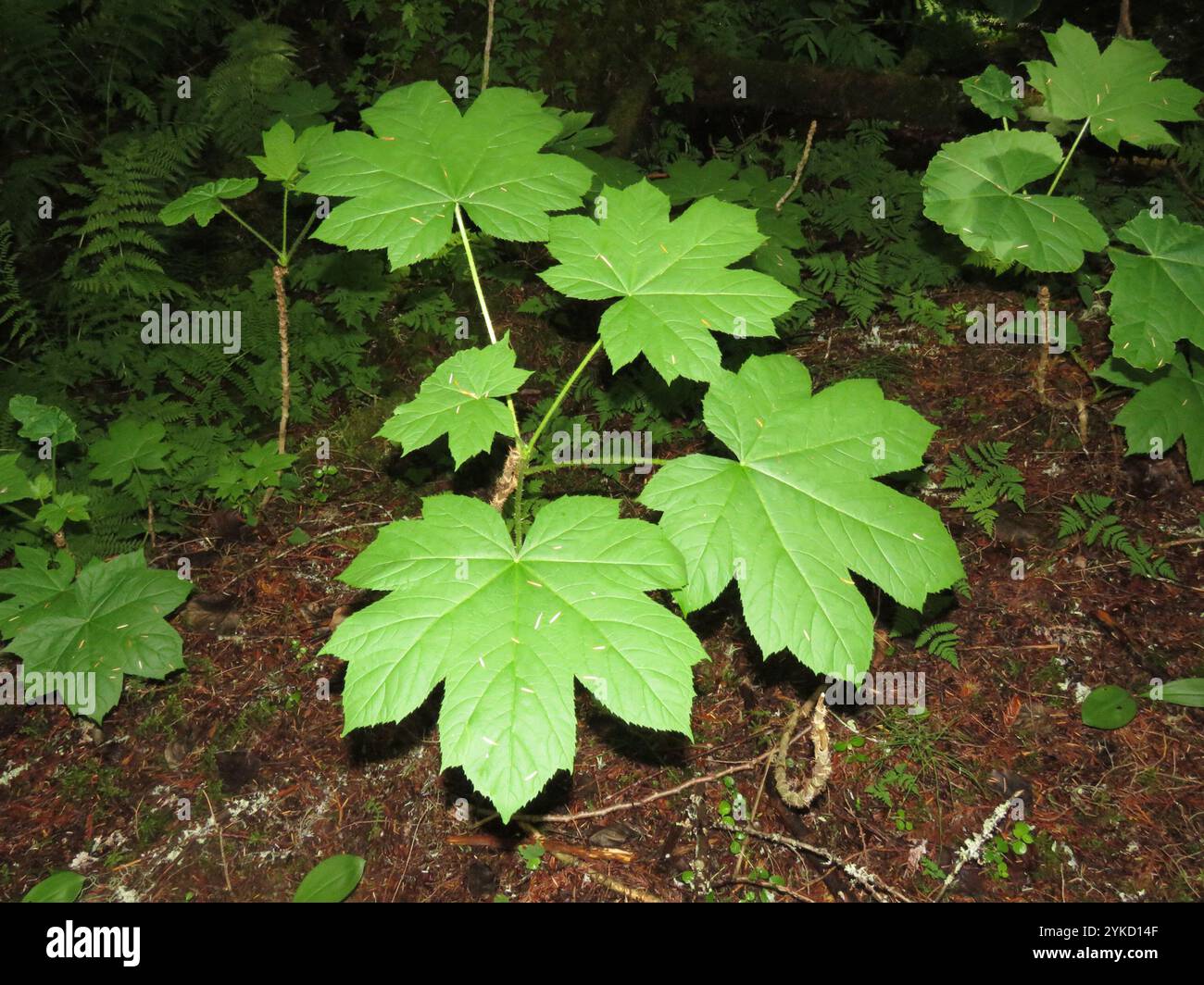 Devil's Club (Oplopanax horridus Stock Photo - Alamy