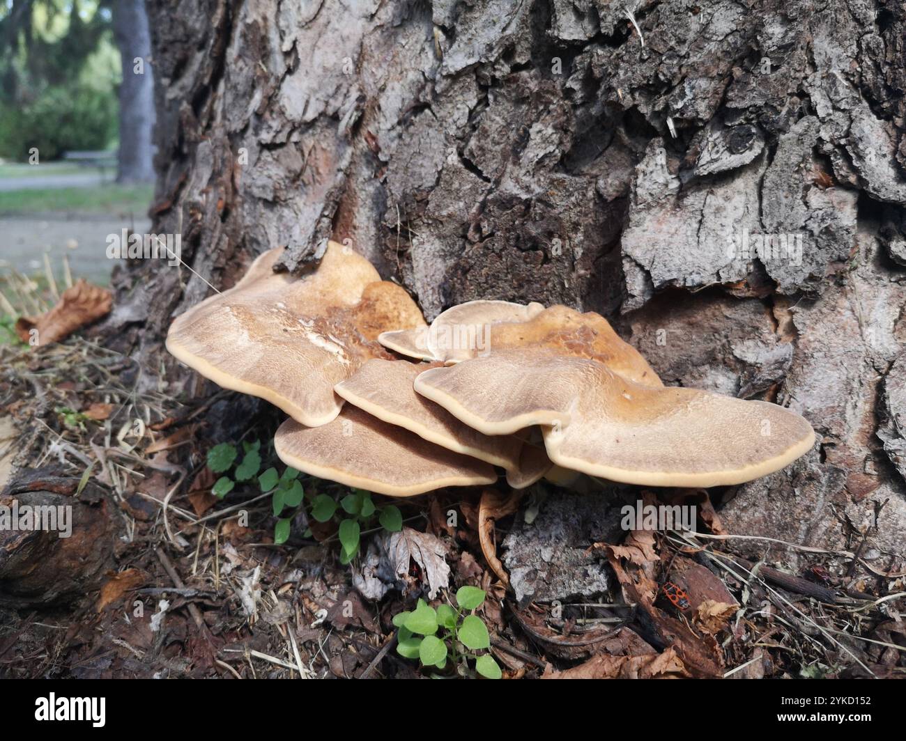 Giant Polypore (Meripilus giganteus Stock Photo - Alamy