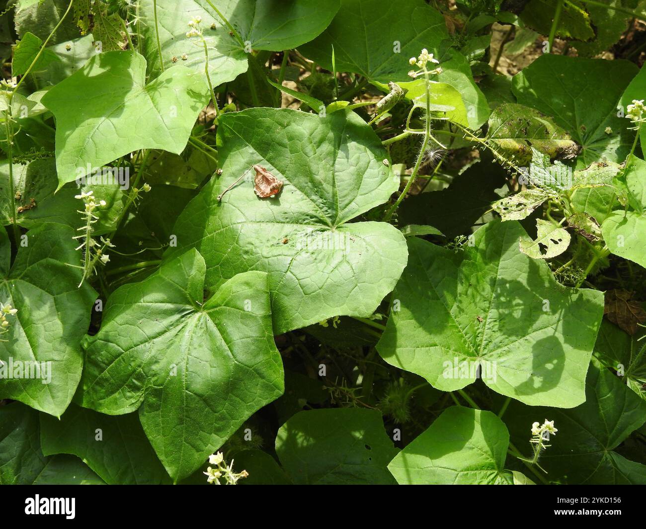Bur cucumber hi-res stock photography and images - Alamy